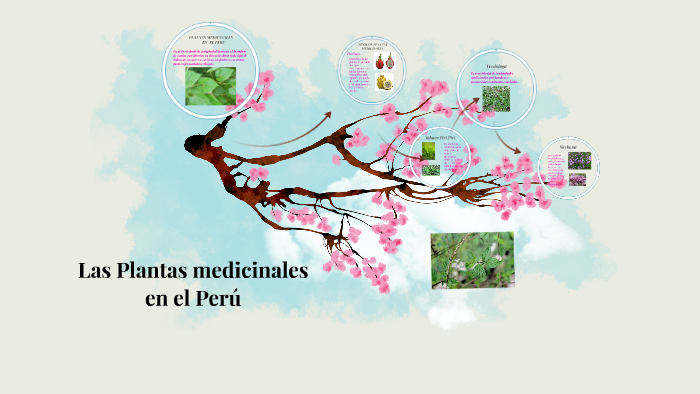 Las Plantas medicinales en el Perú by noemi rodriguez melgarejo