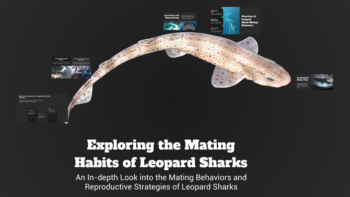 Exploring the Mating Habits of Leopard Sharks by Spencer Lever on Prezi