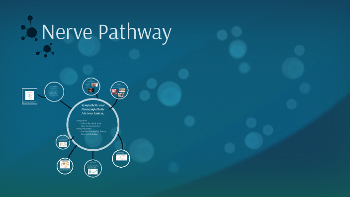 Parasympathetic and Sympathetic by Gyssel Cruz on Prezi