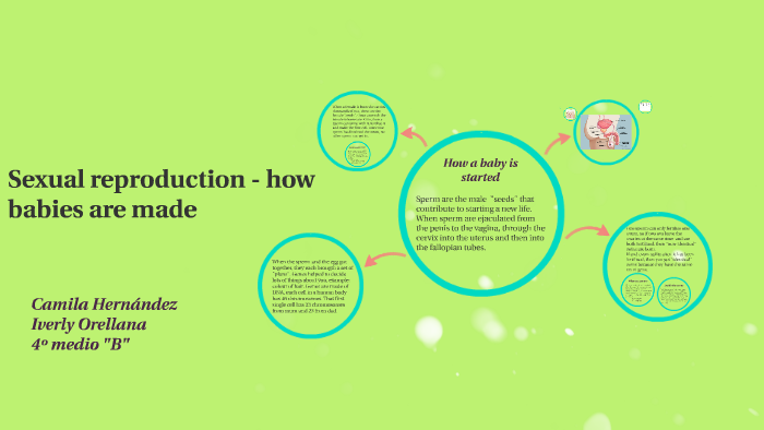 Sexual reproduction - how babies are made by camila orellana on Prezi