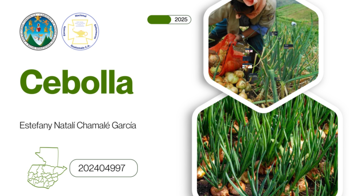 La Cebolla de Guatemala by Estefany Natalí Chamalé García on Prezi
