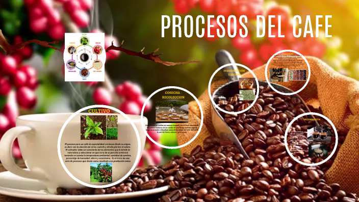 PROCESOS DEL CAFE by Luna Llena on Prezi