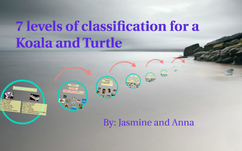7 Levels of Classification for a Koala and Turtle by Jasmine Nichols ...