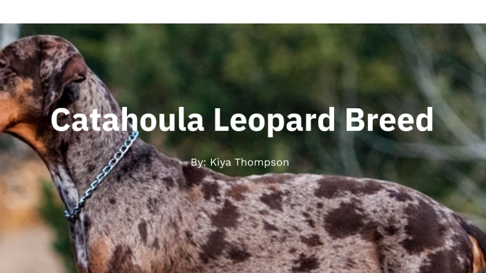 Catahoula Leopard Breed by Kiya Thompson on Prezi