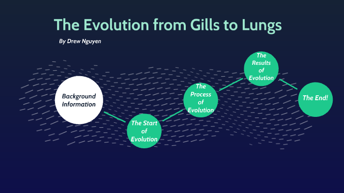 Gills to Lungs Evolution Communication Tool by Drew Nguyen on Prezi