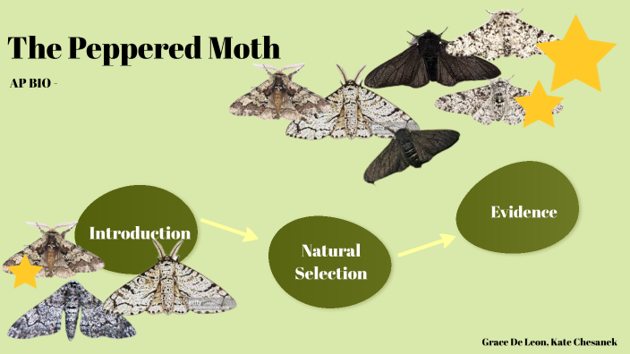 Peppered Moth by Grace DeLeon on Prezi