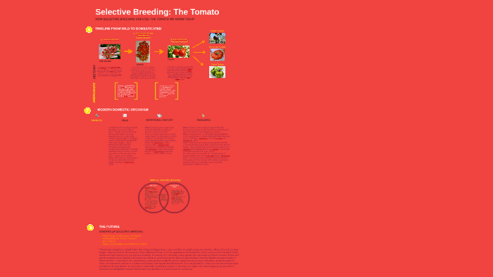 Selective Breeding: The Tomato by Chloe Garzon on Prezi