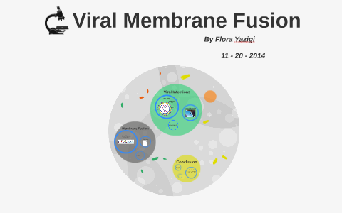 Viral Membrane Fusion by Flora Yazigi