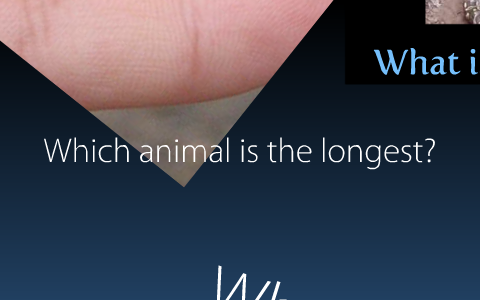 Biggest, Strongest, Fastest Animals by Susanna Huffman on Prezi