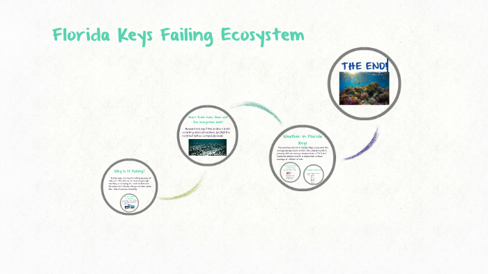 Florida Keys Failing Ecosystem by Avery Gordon