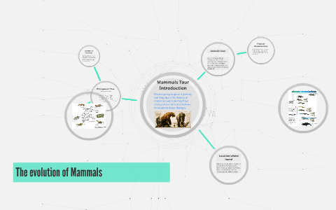 The evolution of Mammals by austin jim on Prezi