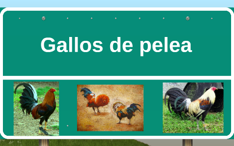 Gallos de pelea by Luis Donaldo Nava Marquez on Prezi