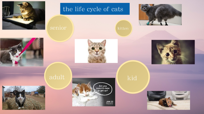 the life cycle of cats by kate young on Prezi