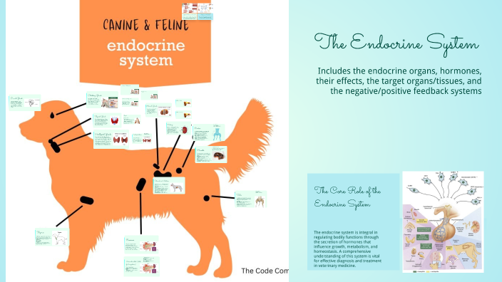 The Endocrine System in Veterinary Medicine by Gulliana Quezada on Prezi