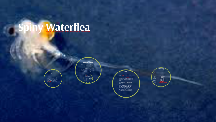 Spiney Waterflea by Ben Austin on Prezi