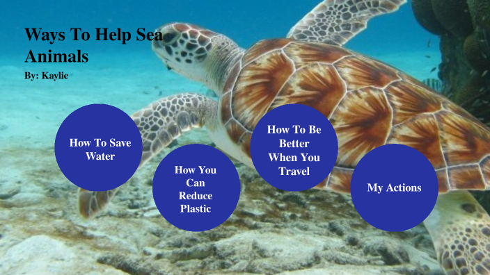 Ways to Help Sea Animals by Kaylie Willmore on Prezi