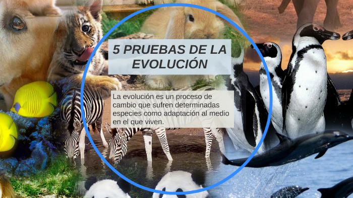 5 PRUEBAS DE LA EVOLUCIÓN by Cristina Poveda on Prezi
