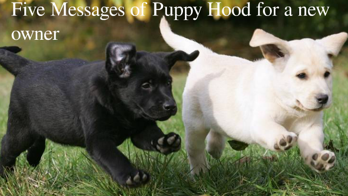 Five Messages of Puppy Hood by chloe Wakeling on Prezi