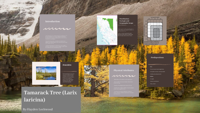 tamarack term project by hayden by hayden lockwood on Prezi