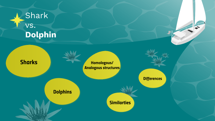 Shark vs. Dolphin by Amanda Audette on Prezi