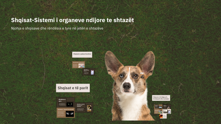 Shqisat-Sistemi i organeve ndijore te shtazët by Suela Çerkinaj on Prezi