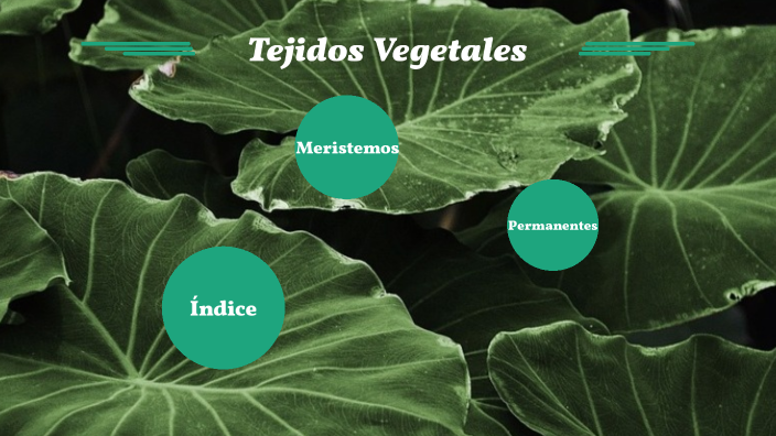Tejidos Vegetales by Diego Ampudia Gutiérrez on Prezi
