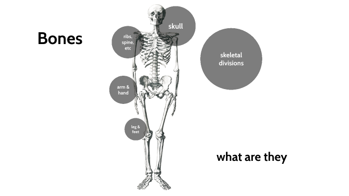 Skeletal System by Emma Kimble on Prezi