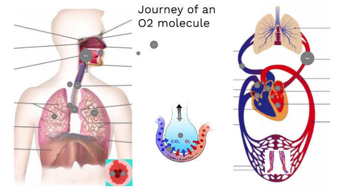Biology O2 molecule pathway through respiratory and circulatory by ...