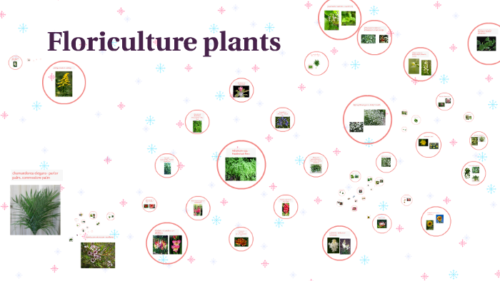 Floriculture plants by yeet anderson on Prezi