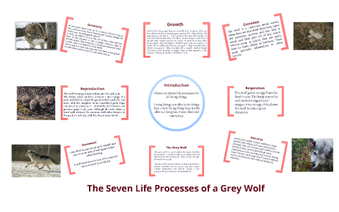 The Seven Life Processes by Emma Graham on Prezi