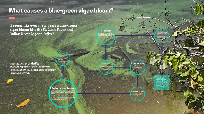 What causes a blue-green algae bloom? by Hannah Schwab on Prezi
