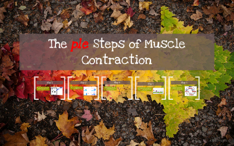 The Steps of Muscle Contraction by Abigail Schultz on Prezi