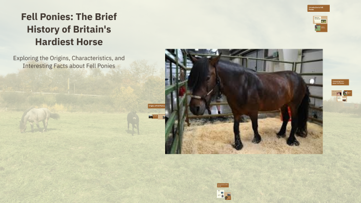 Fell Ponies: The Brief History of Britain's Hardiest Horse by Christene ...