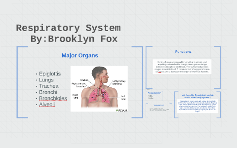 Respiratory System by Brooklyn Fox on Prezi