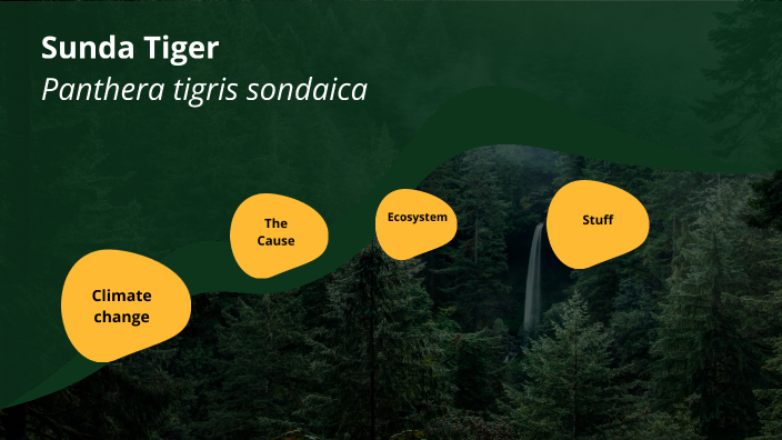 Sunda Tiger by Abigail Kim on Prezi