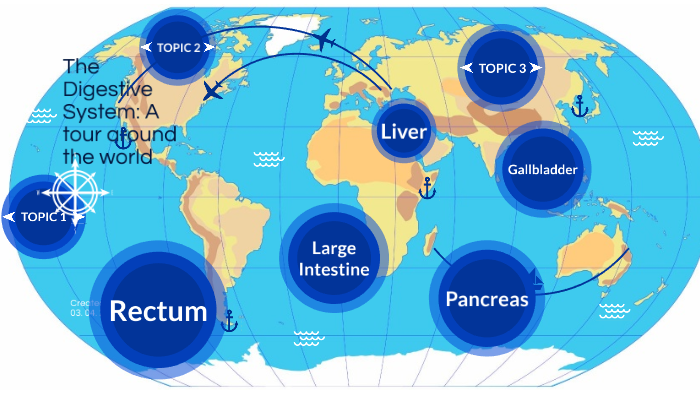 Digestive System Brochure by Zoha Rizvi on Prezi