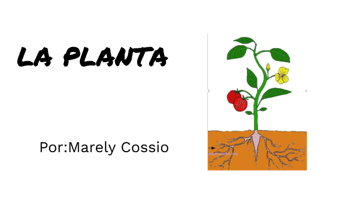 planta by COSSIO RODRIGUEZ MARELY CELINA on Prezi