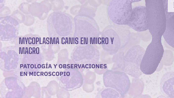 MYCOPLASMA CANIS EN MICRO Y MACRO by Luisa Matallana on Prezi