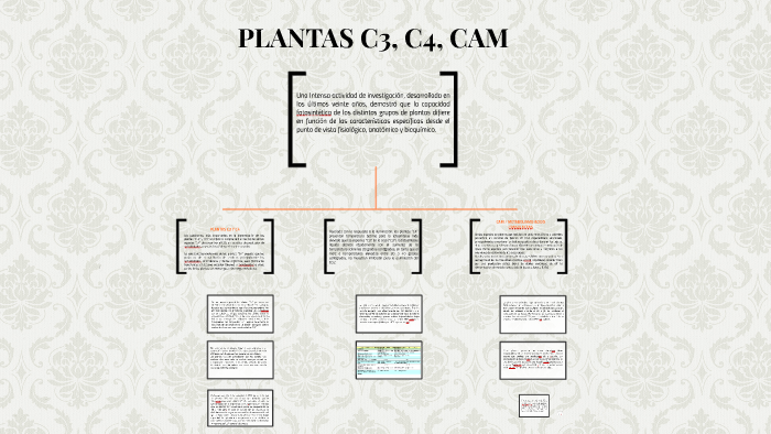 PLANTAS C3, C4, CAM by Juan Pablo Bogado on Prezi