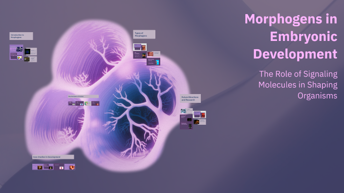 Morphogens in Embryonic Development by Ella Ziegler on Prezi