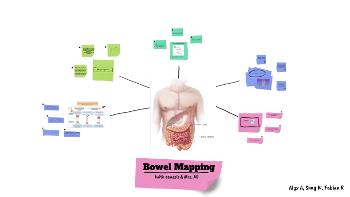 Bowel Mapping by Alyx M Arroyo on Prezi