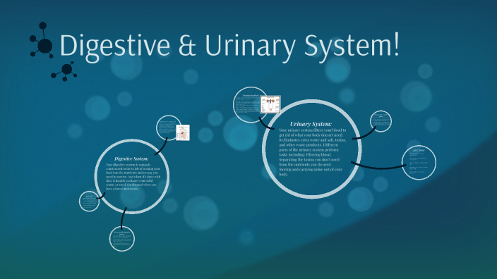 Digestive & Urinary System by Alexis Smart on Prezi