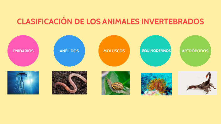 CLASIFICACIÓN DE LOS ANIMALES INVERTEBRADOS by HUGO ROLANDO YUPANGUI ...
