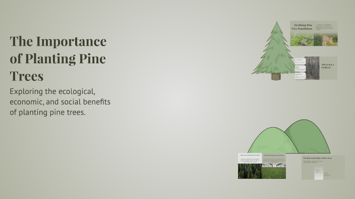 The Importance of Planting Pine Trees by Chandler Craft on Prezi