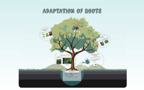 Adaptation of Roots by Juliana Barrera on Prezi