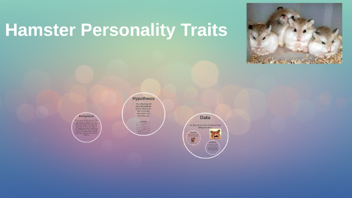 Hamster Personality Traits by Kimberly Parcells on Prezi
