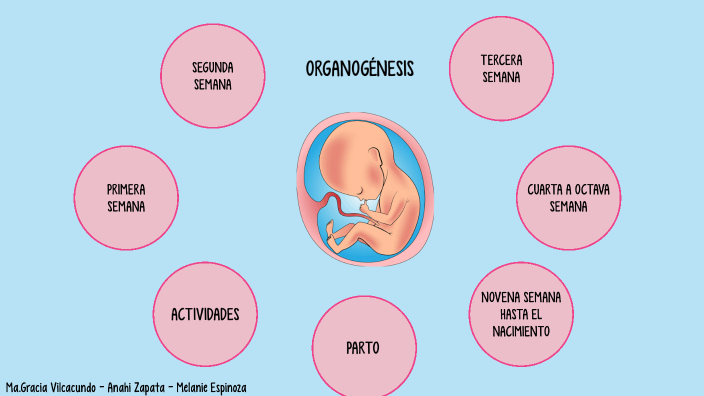 La organogenesis by Maria Gracia Vilcacundo Silva on Prezi