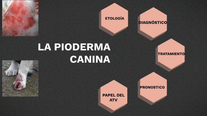 Pioderma canina by andrea ortiz carrion on Prezi