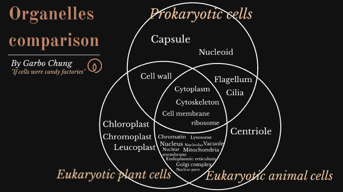 Organelles Project by Garbo CHUNG on Prezi