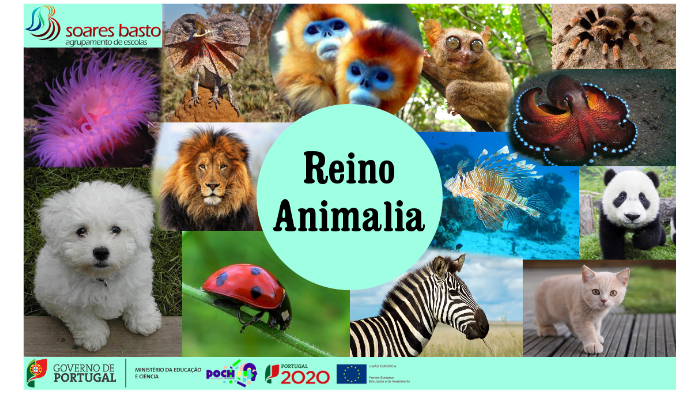 "Um animal é, um ser vivo pluricelular, eucarionte, heterotr by Carina ...